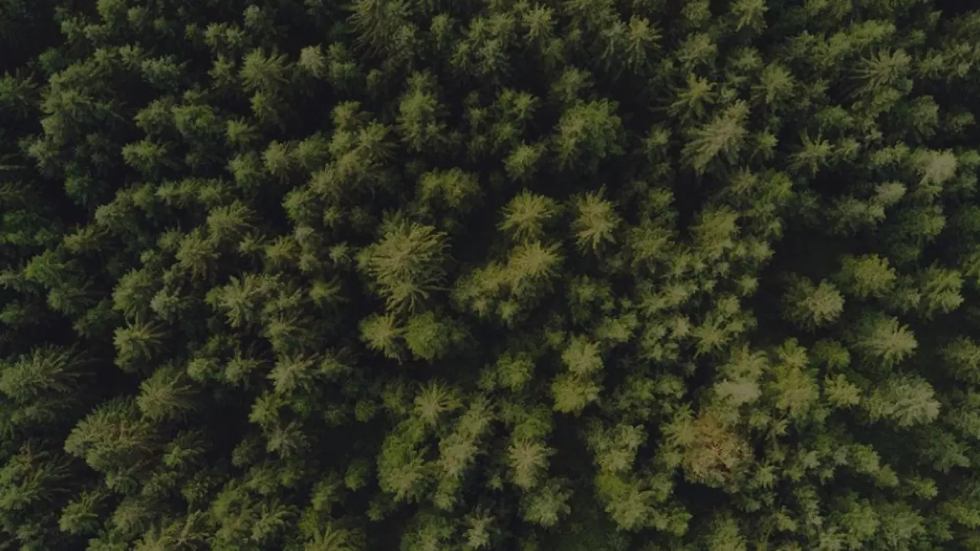 Environmental policy | edp