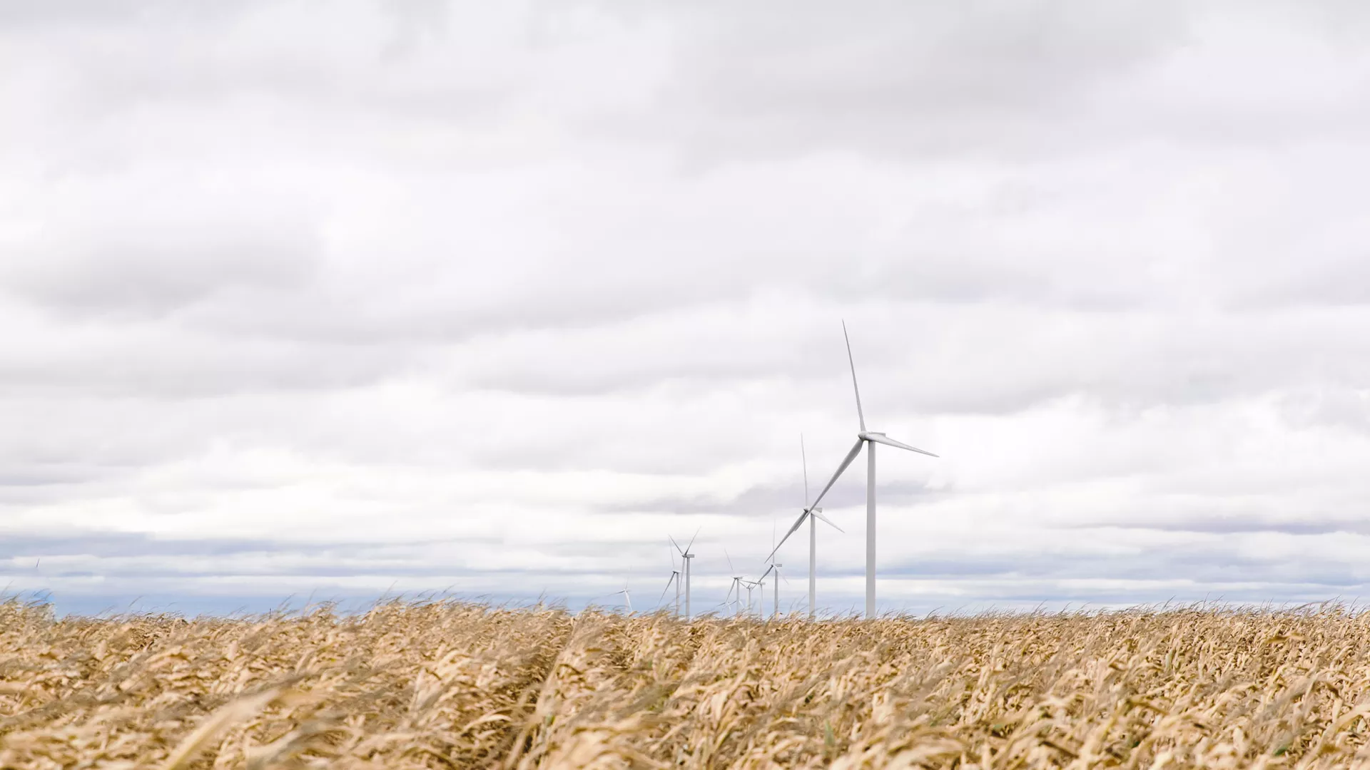 Top Crop Wind Farm | edp